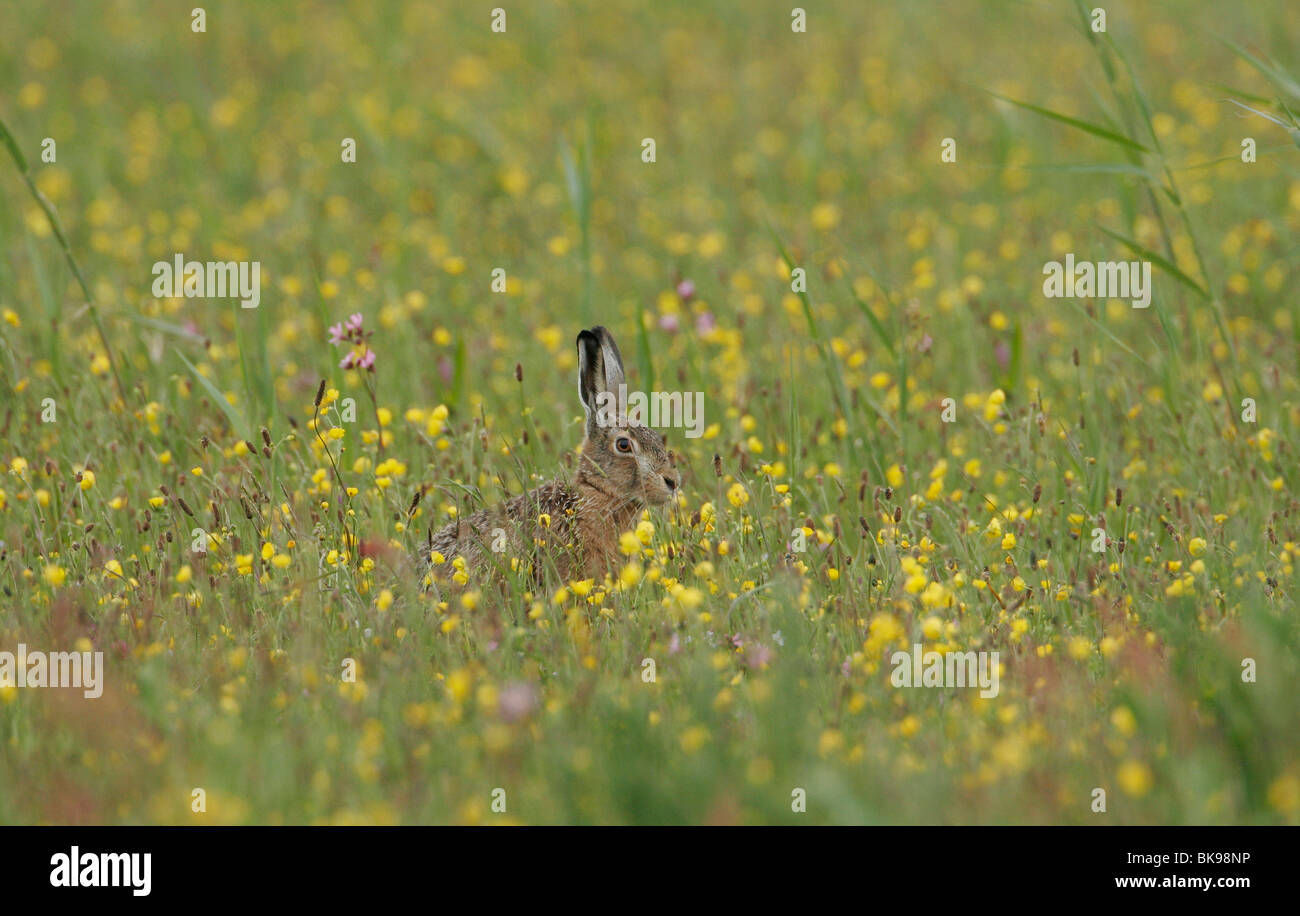 Hare in the flowers hi-res stock photography and images - Alamy
