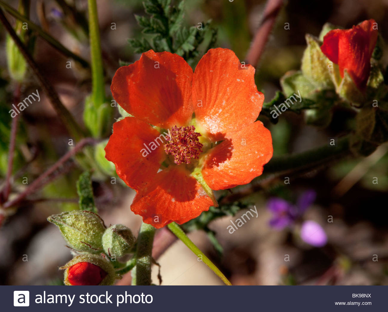 Globemallow Stock Photos & Globemallow Stock Images - Alamy
