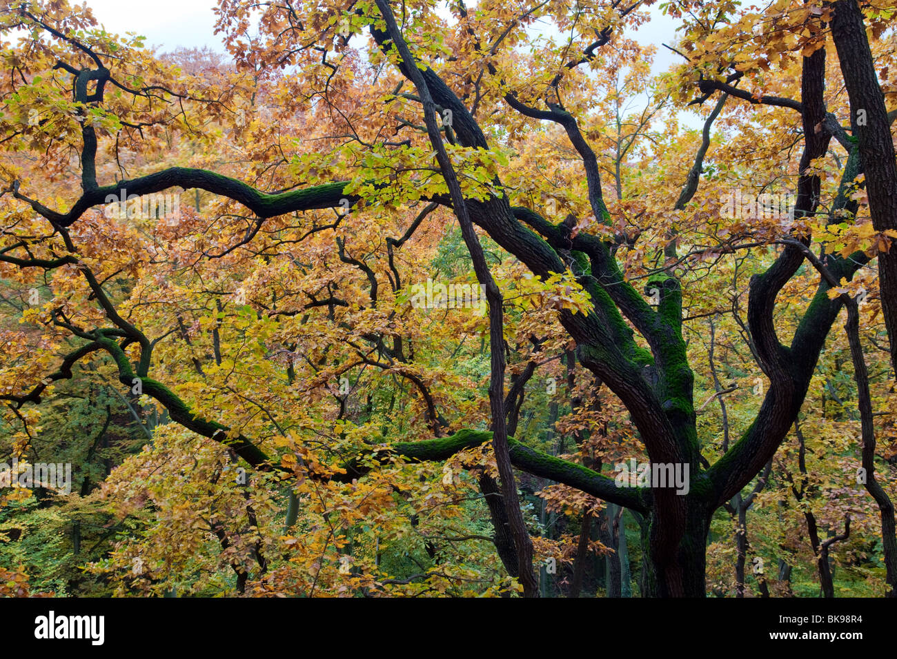 Colorful oak tree in fall Stock Photo - Alamy