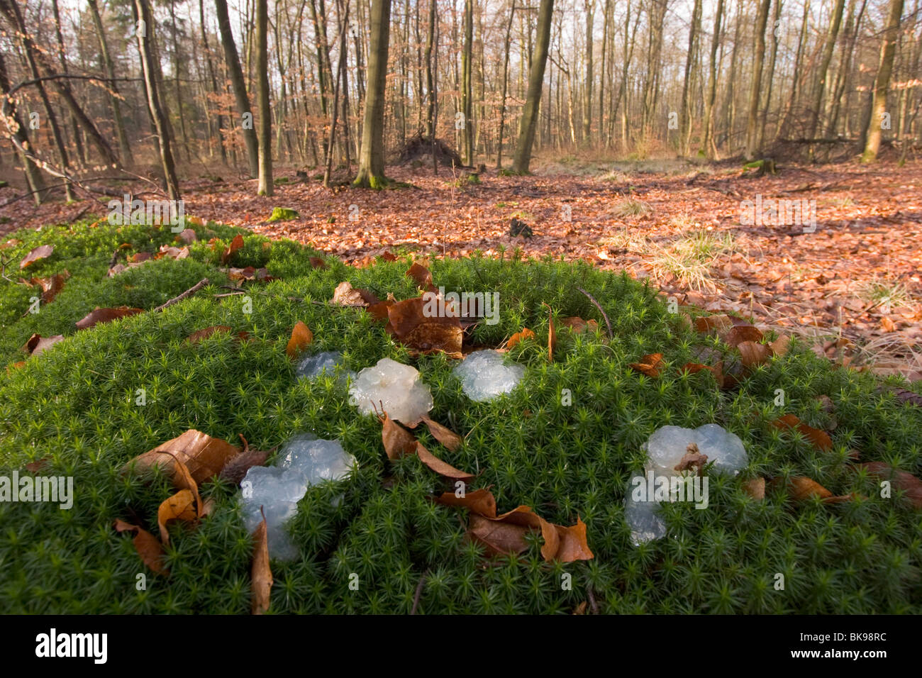 Regurgitated hi-res stock photography and images - Alamy