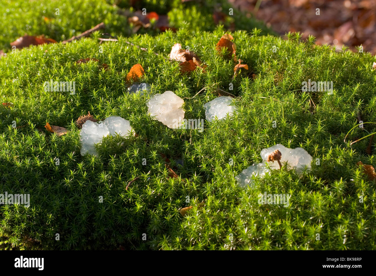 When a heron or Pine Marten eats a female frog or toad the ovaries and ...