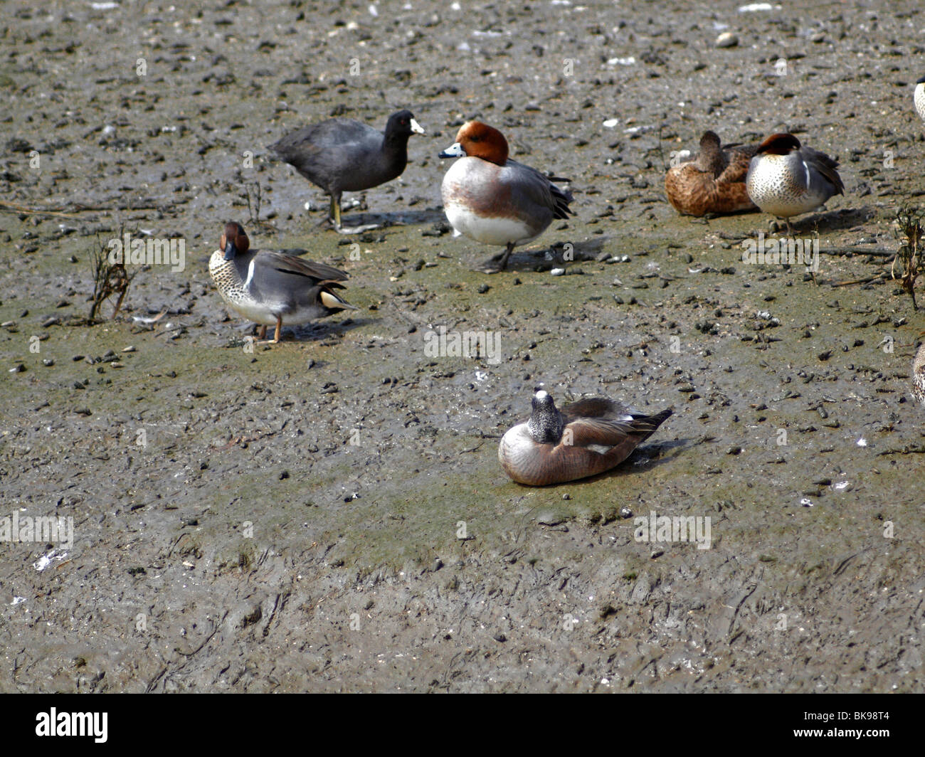 Ducks. European widgeon, Green-winged teal Stock Photo - Alamy