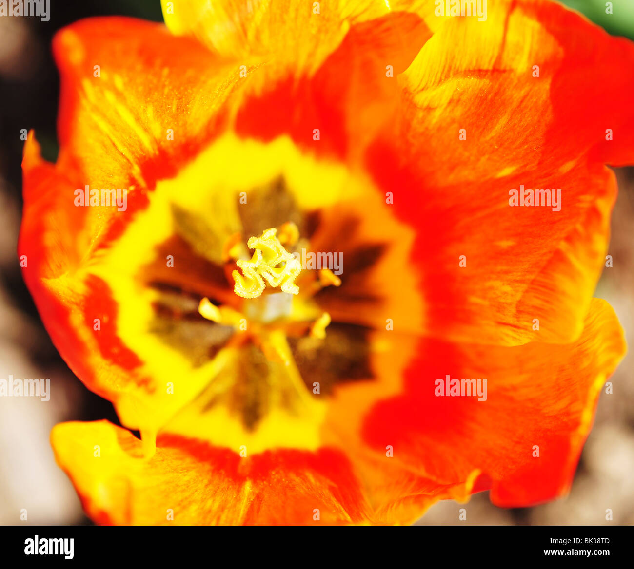 Tulip flair hi-res stock photography and images - Alamy