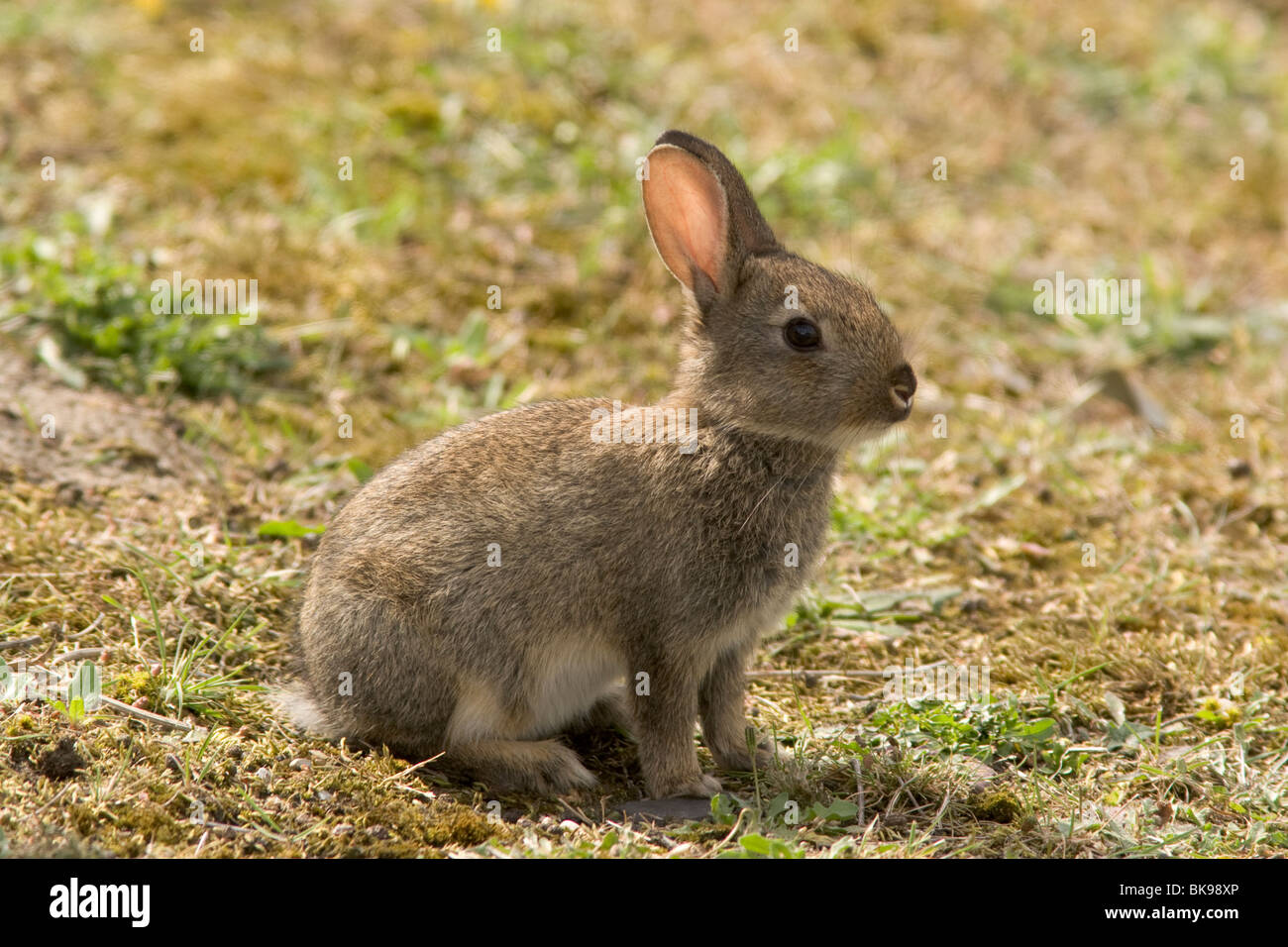 A juvenile Rabbit (Oryctolagus cuniculus) on a short grazed vegetation ...