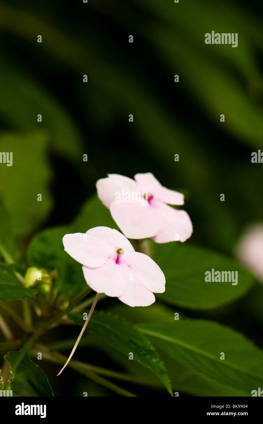 Balsamine Sauvage, Impatiens gordonii, in flower inside the Rainforest ...