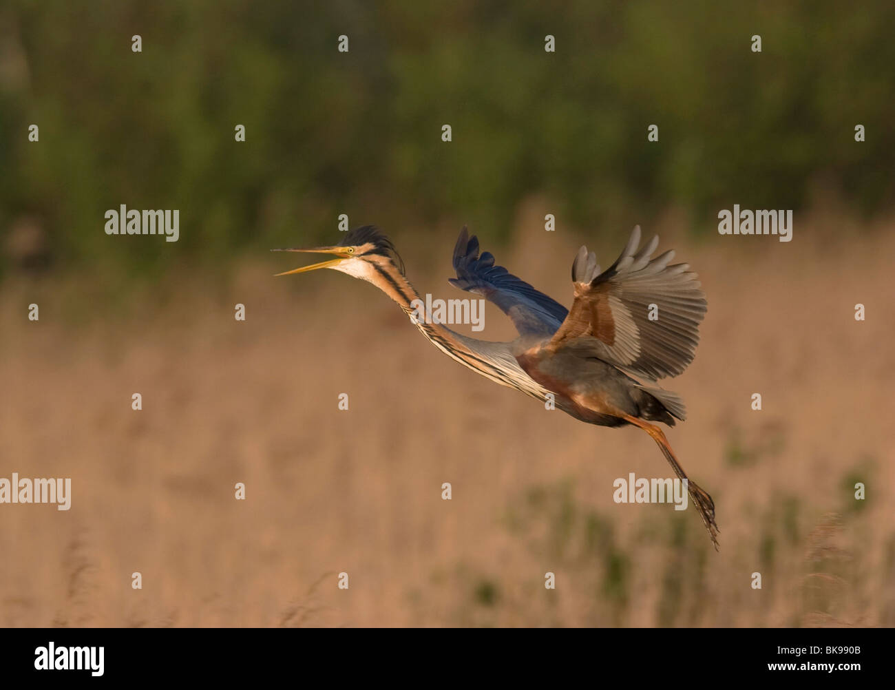 Purperreiger; Purple Heron; Ardea purpurea Stock Photo - Alamy