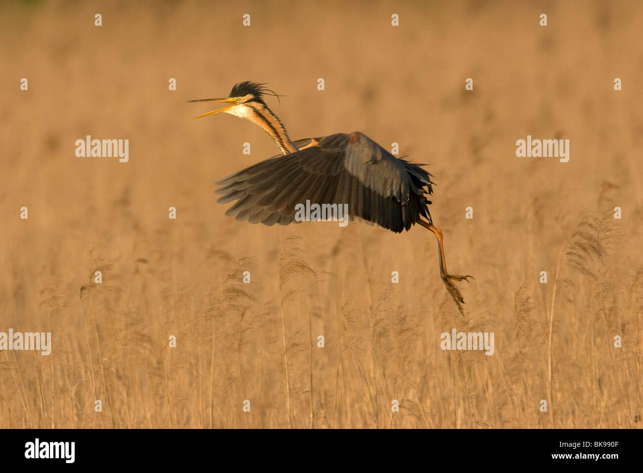 Purperreiger; Purple Heron; Ardea purpurea Stock Photo - Alamy