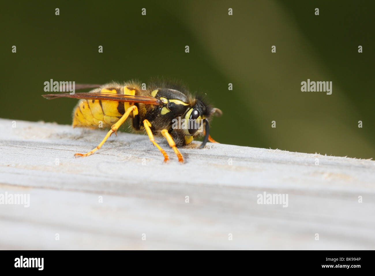 Chewing wood for nesting material hi-res stock photography and images ...