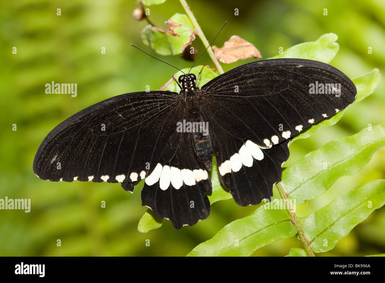Papilio polytes, Common Mormon. The beautiful tropical butterfly sits ...