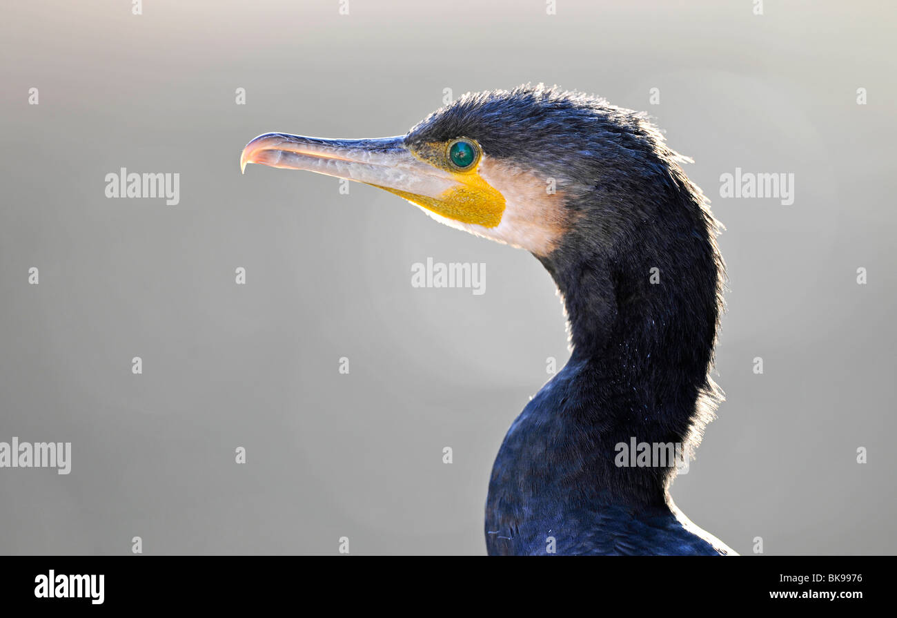 Great cormorant close up hi-res stock photography and images - Alamy