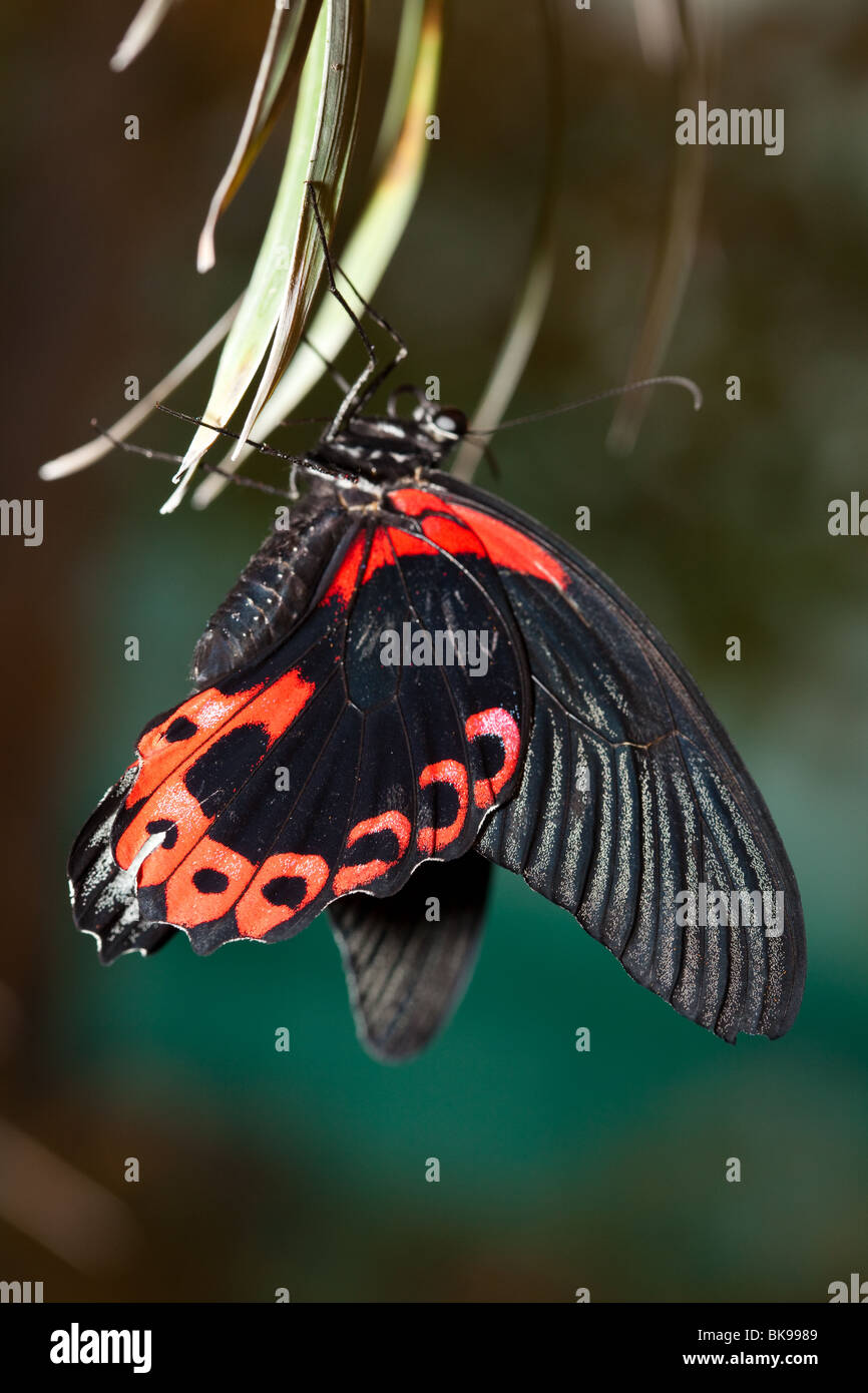 Papilio rumanzovia, Scarlet Mormon. The beautiful tropical butterfly ...