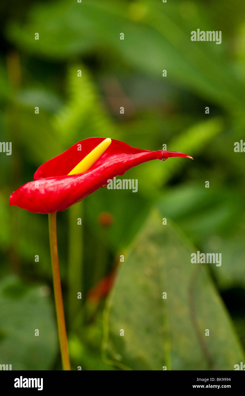 Tropical rainforest biome hi-res stock photography and images - Alamy