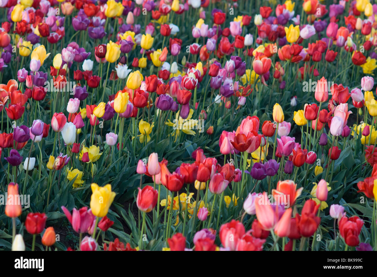 Field of bulb flowers hi-res stock photography and images - Alamy