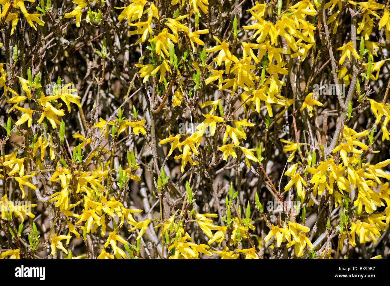 Forsythia is a garden plant with bright yellow flowers in the Spring ...