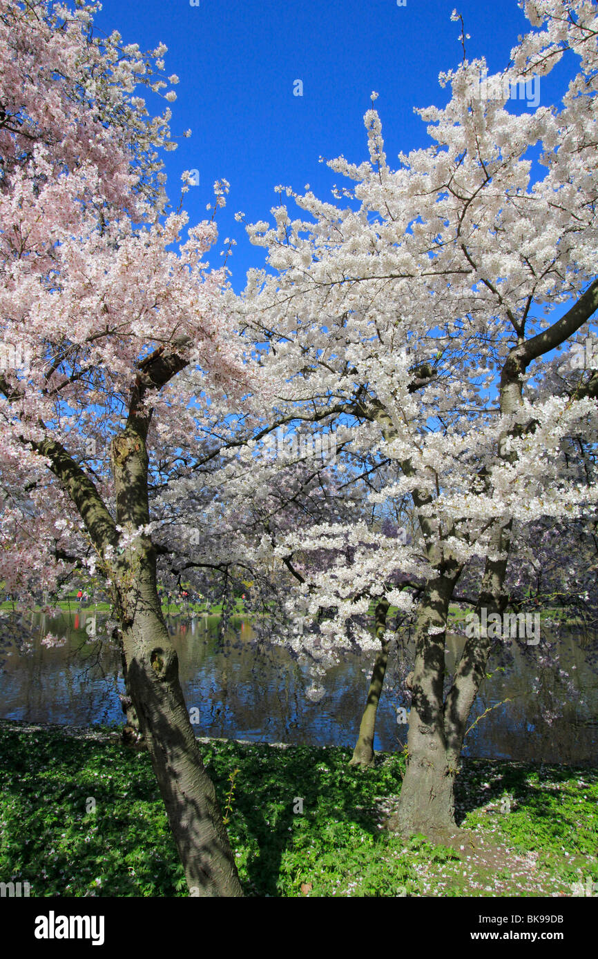 spring in st james's royal park london england uk gb Stock Photo - Alamy