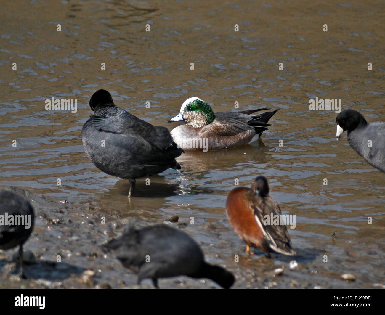 Ducks. American widgeon, Coots Stock Photo - Alamy