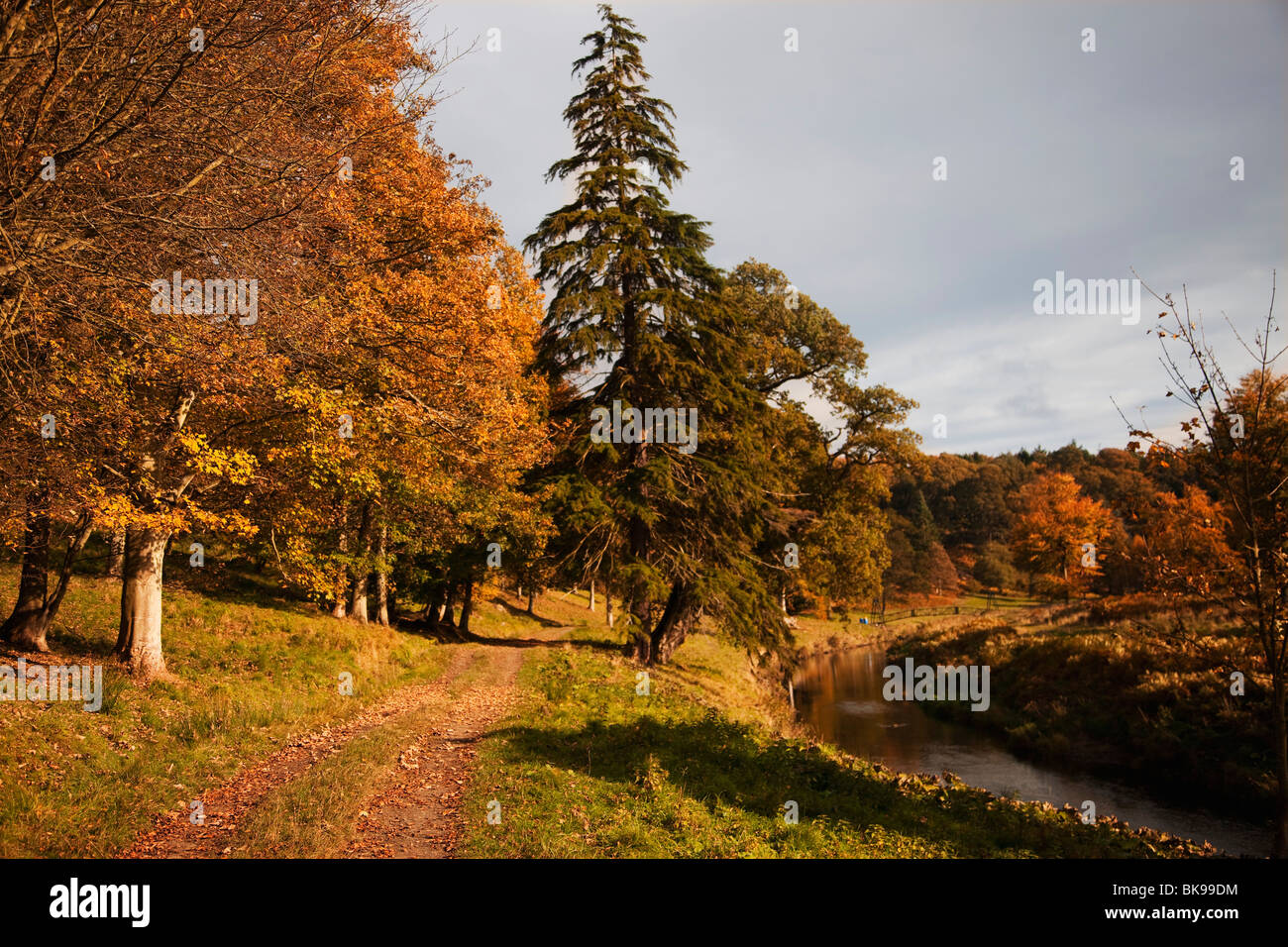 Trees Beside River, Northumberland, England Stock Photo - Alamy