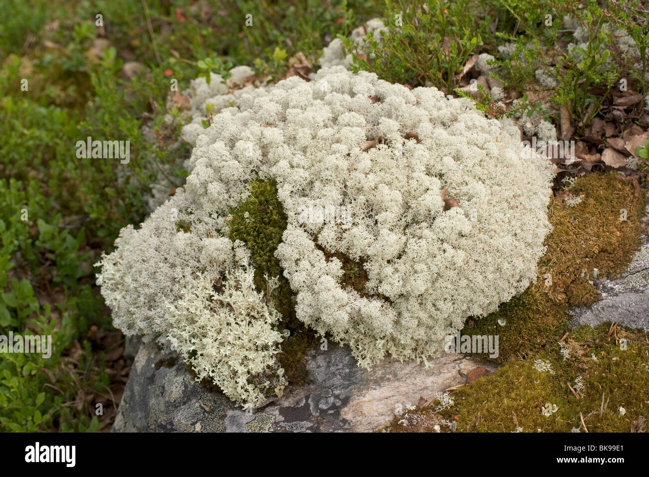 A large specimen of light greenish grey Reindeer lichen (Cladonia ...