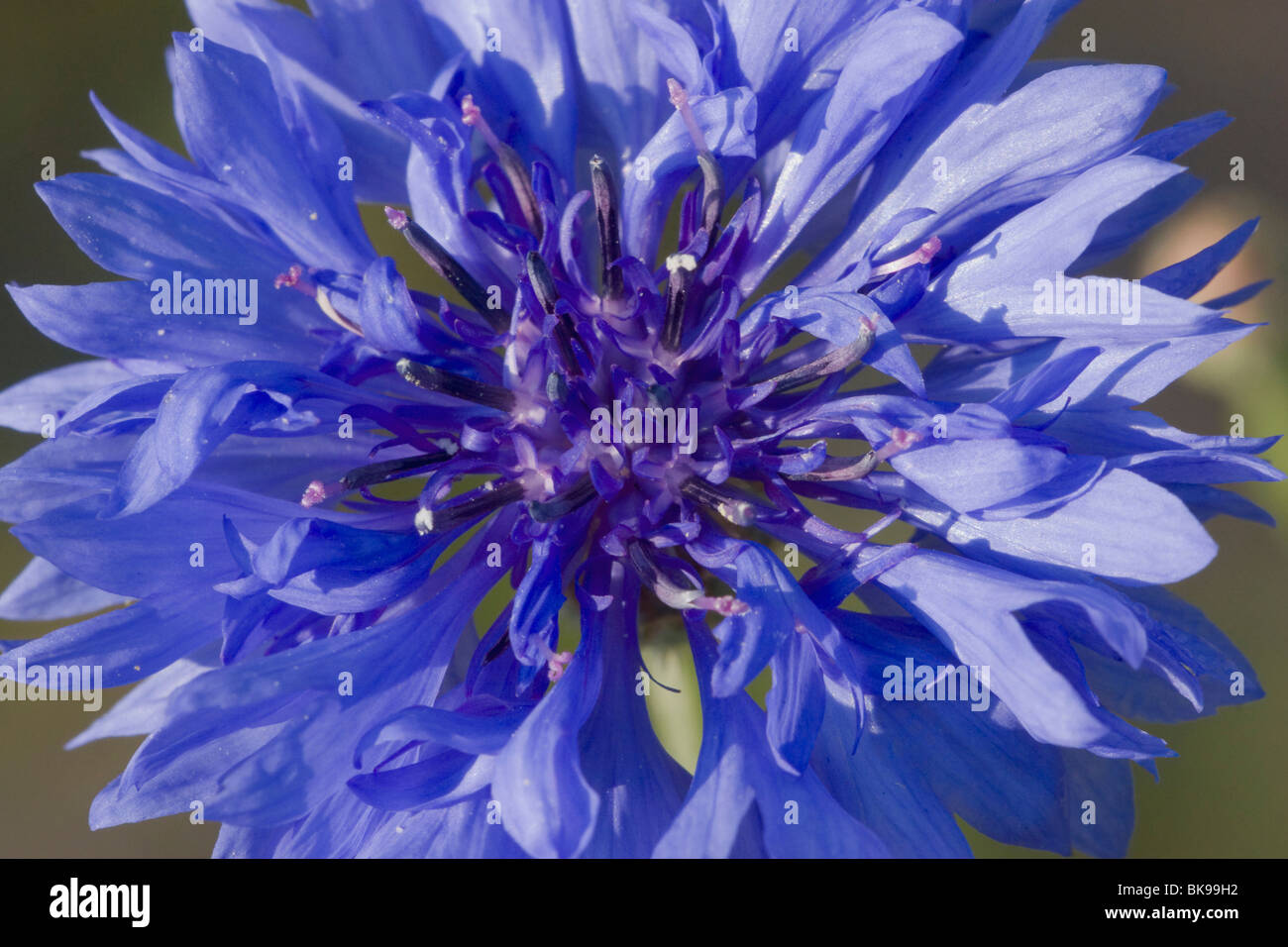 Centauria cyanus hi-res stock photography and images - Alamy