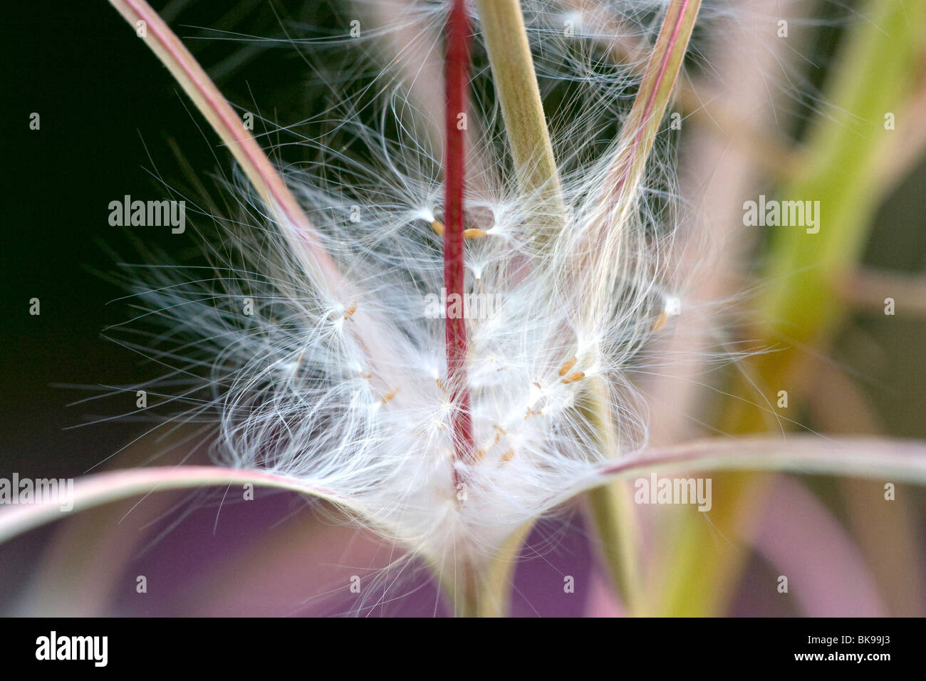 Chamerion angustifolium fireweed seed hi-res stock photography and ...