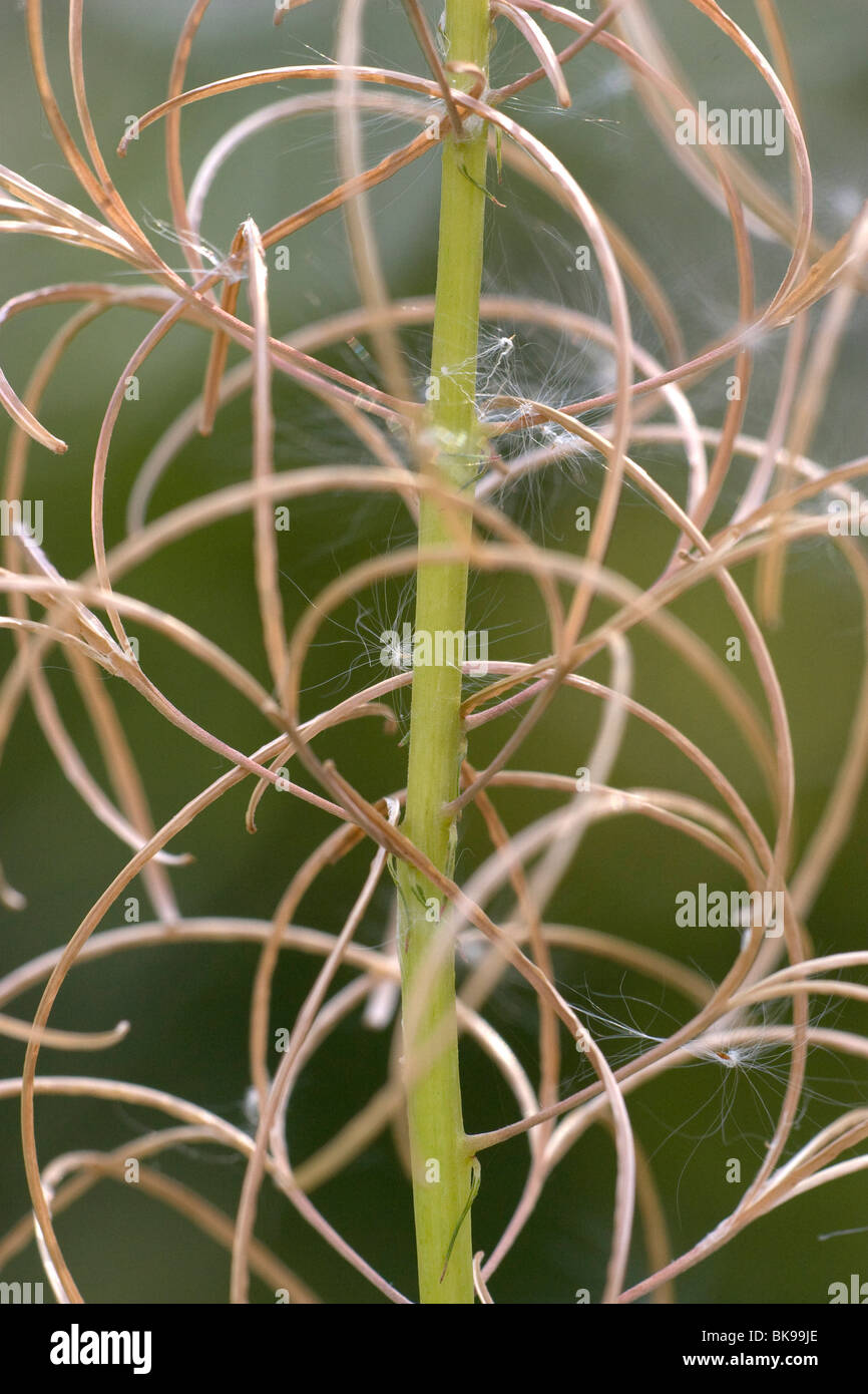 Fireweed angustifolium seed hi-res stock photography and images - Alamy