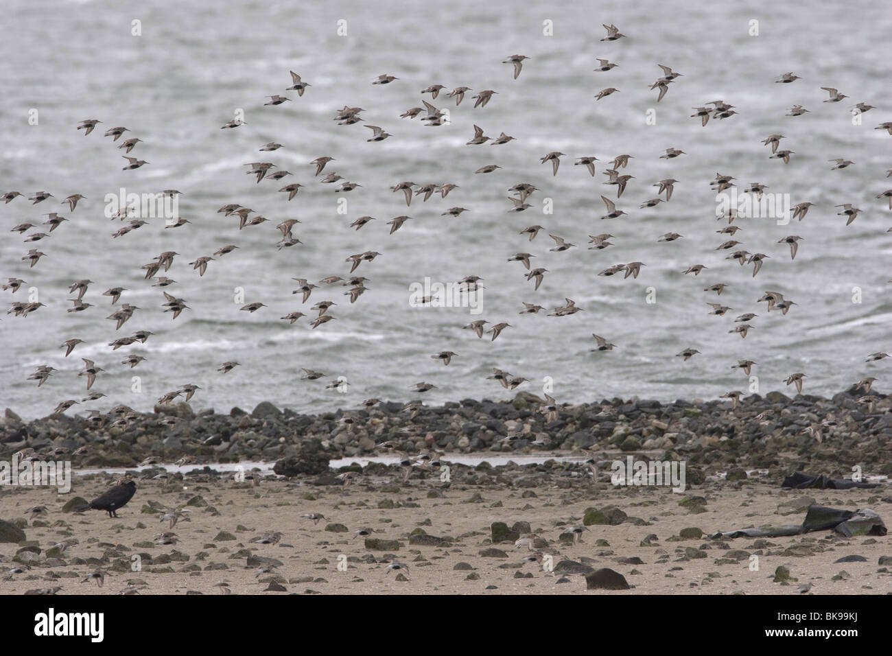 A group of Dunlins flying over a beach Stock Photo - Alamy