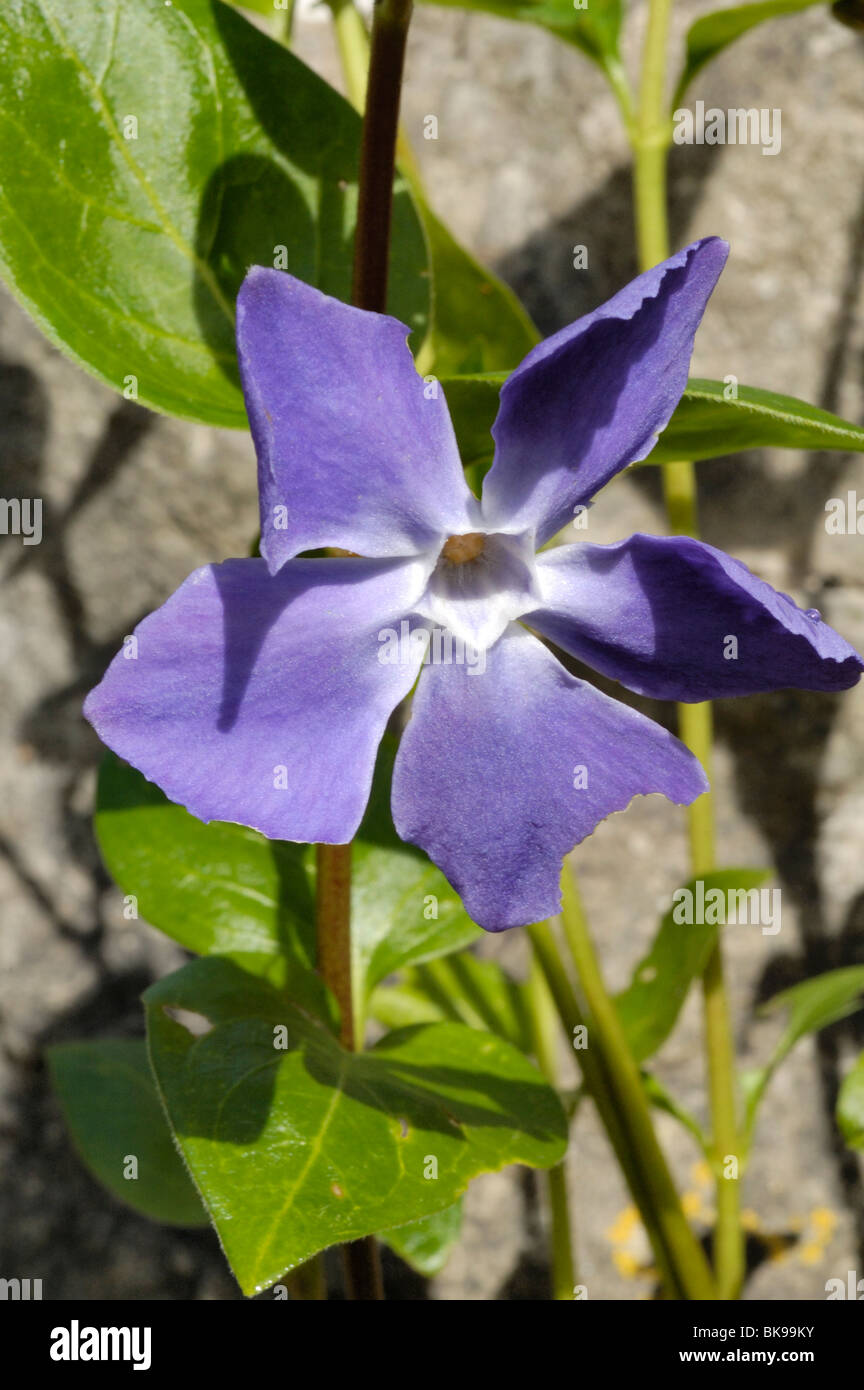 Periwinkle Flower High Resolution Stock Photography and Images - Alamy
