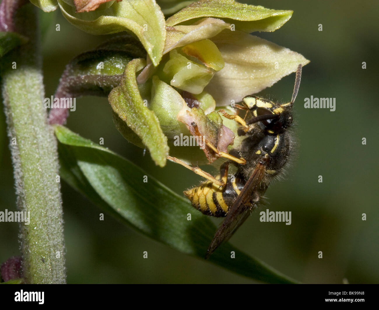 A Common Wasp hanging from the flower of a Broad-leaved Helleborine ...