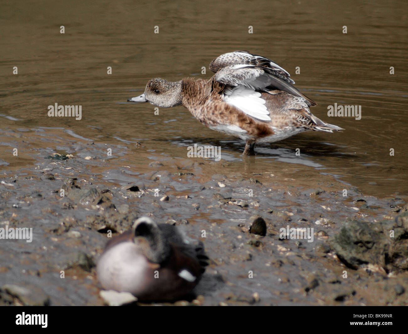 Ducks. American Widgeon - male & female Stock Photo - Alamy