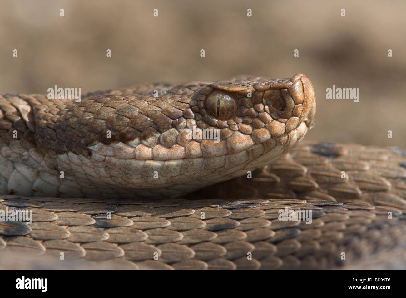 Aspis viper france hi-res stock photography and images - Alamy