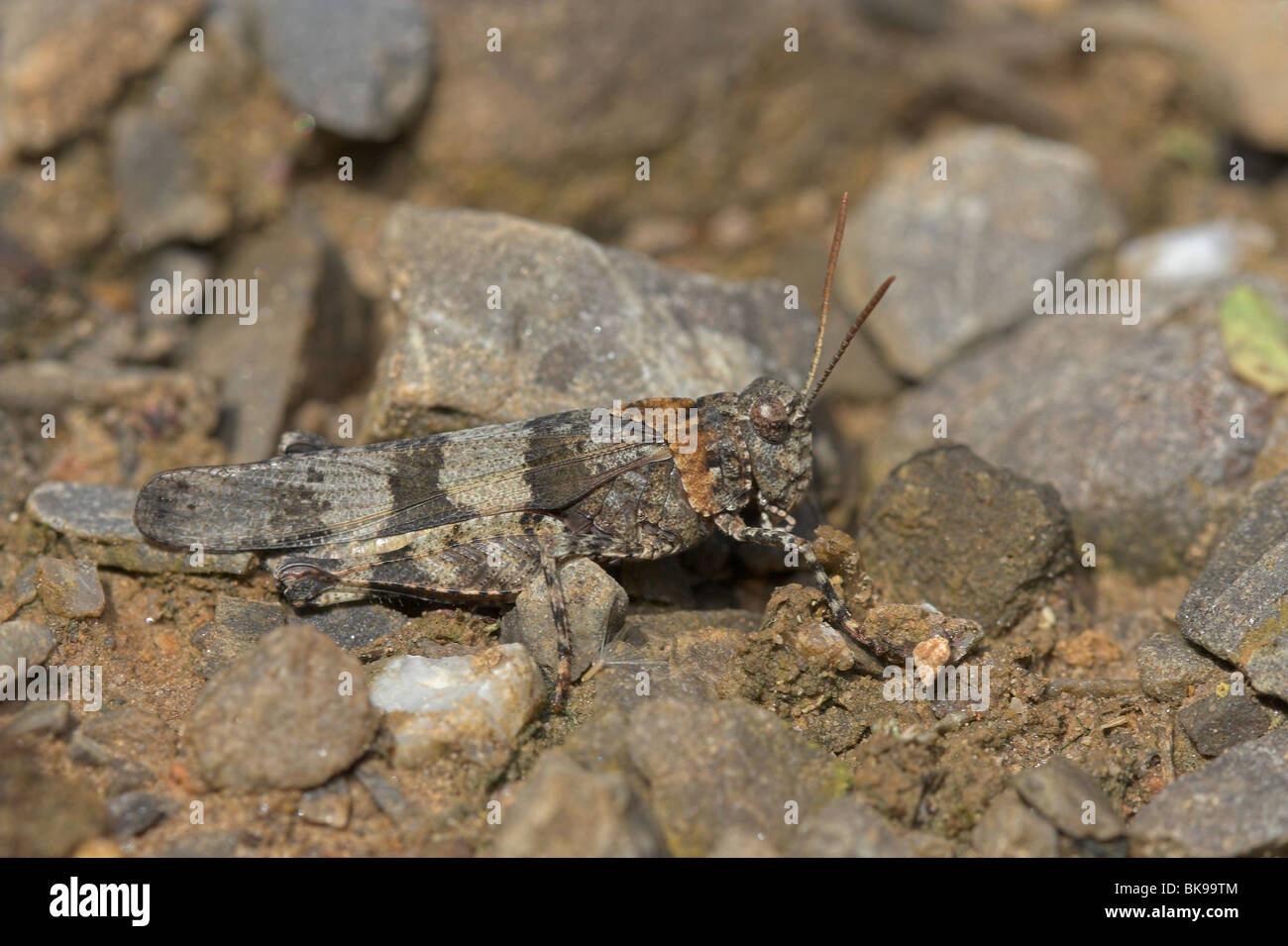 Blue-winged grasshopper side view Stock Photo - Alamy