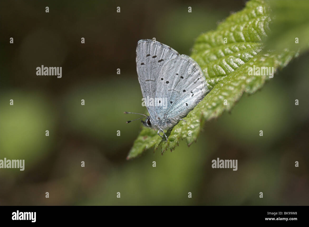 Holly Blue underwing view Stock Photo - Alamy