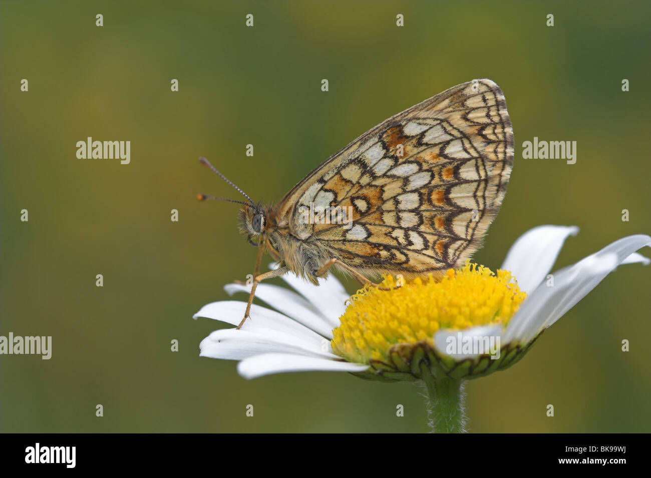 Heath Fritillary underwing view Stock Photo - Alamy