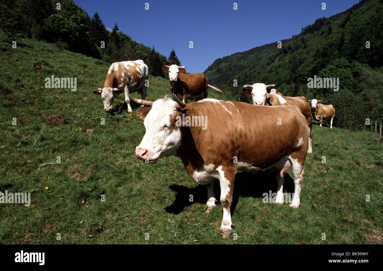 Black Forest, Cattle Grazing, Day Stock Photo - Alamy