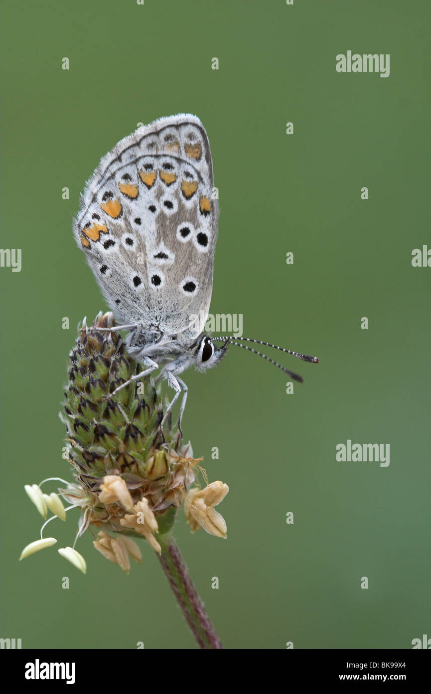 Brown Argus underwing view Stock Photo - Alamy