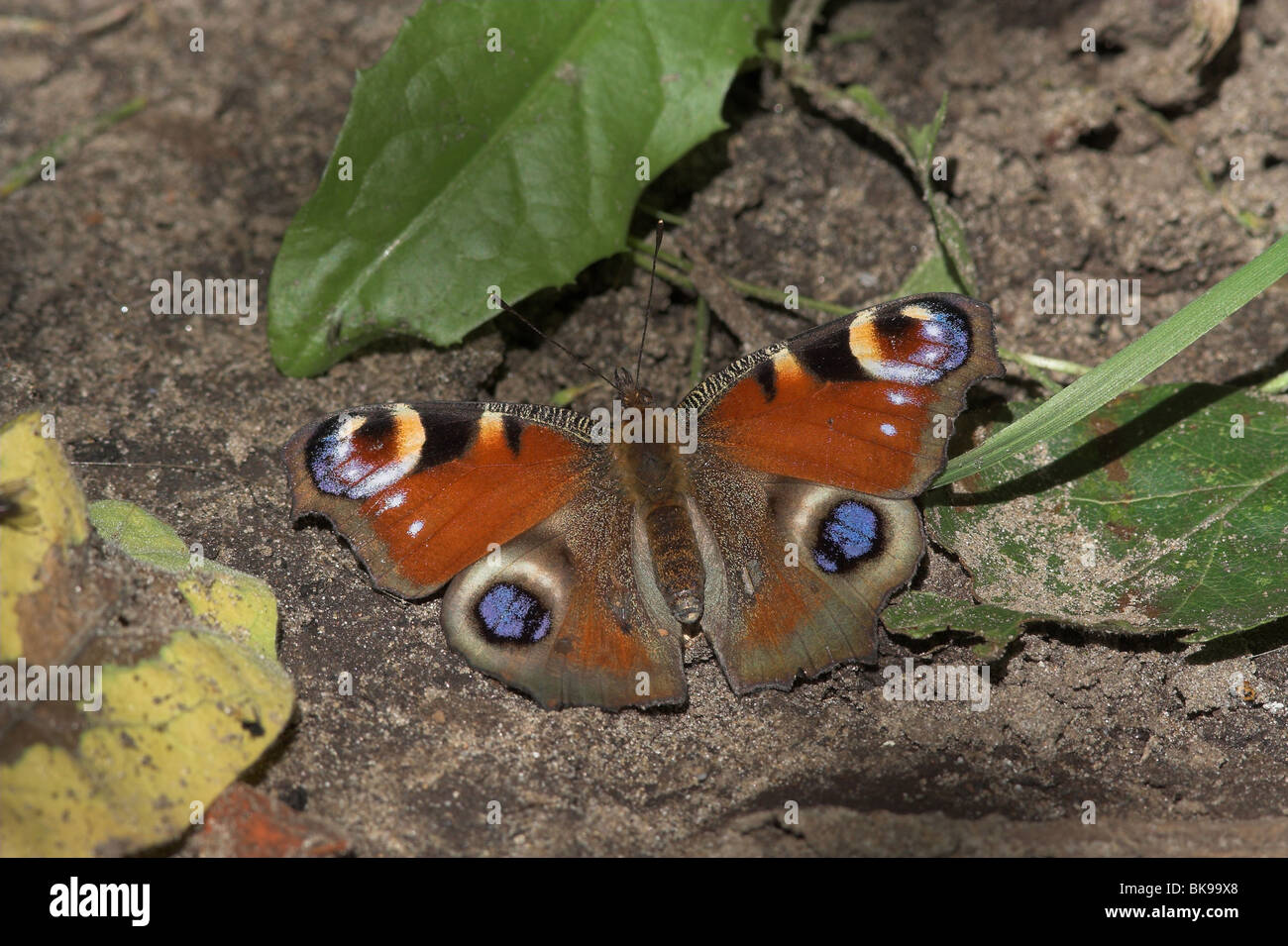 Peacock Butterfly upperwing view Stock Photo - Alamy