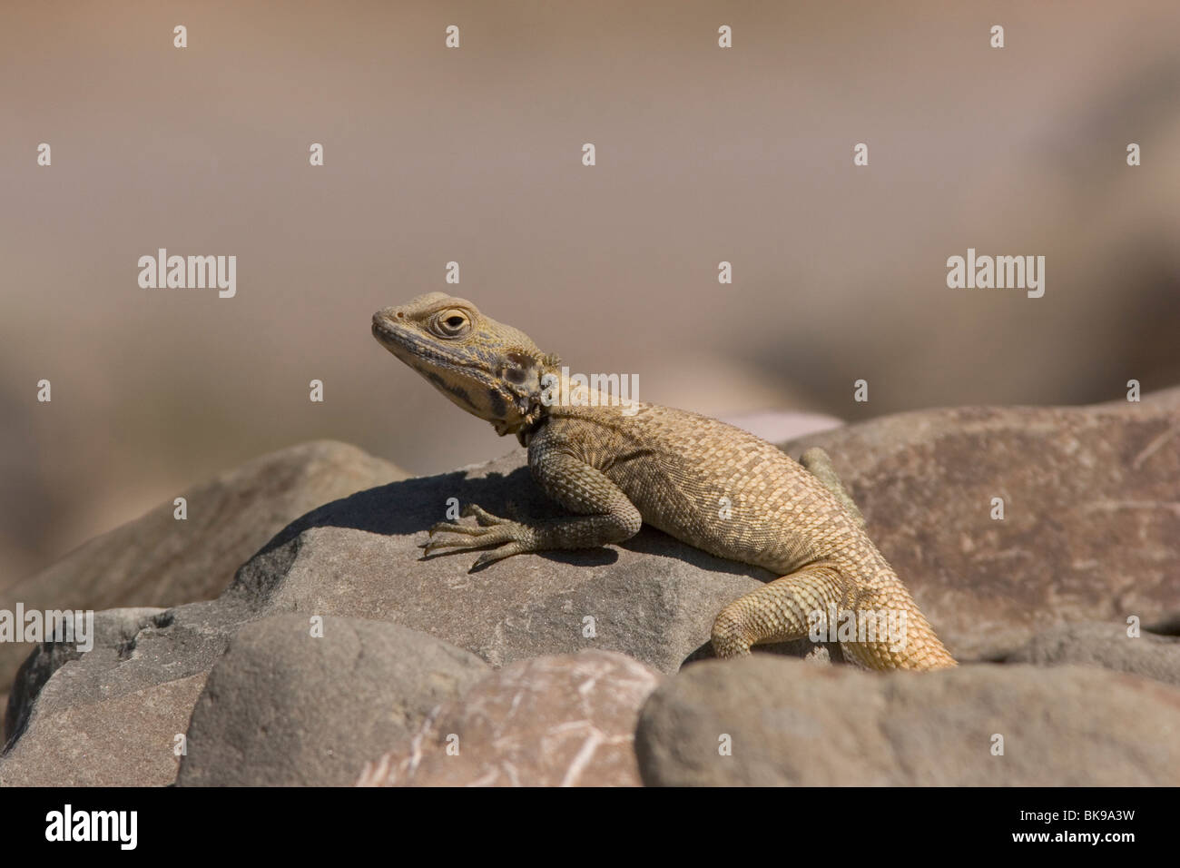 A Large-scaled Rock Agama (Laudakia nupta) sunning on the rocks Stock ...