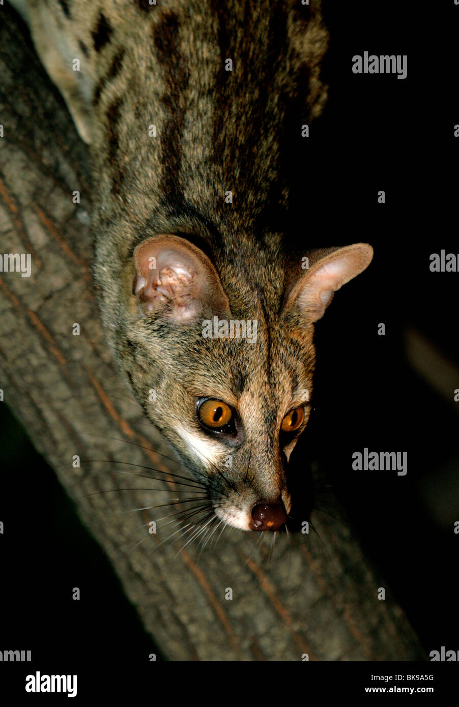 Large spotted genet in tree - Botswana Stock Photo - Alamy
