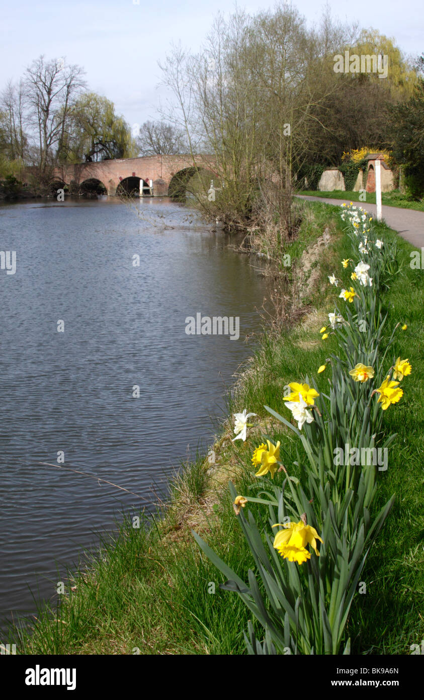 Spring river scene with daffodils at Sonning Berkshire Stock Photo - Alamy