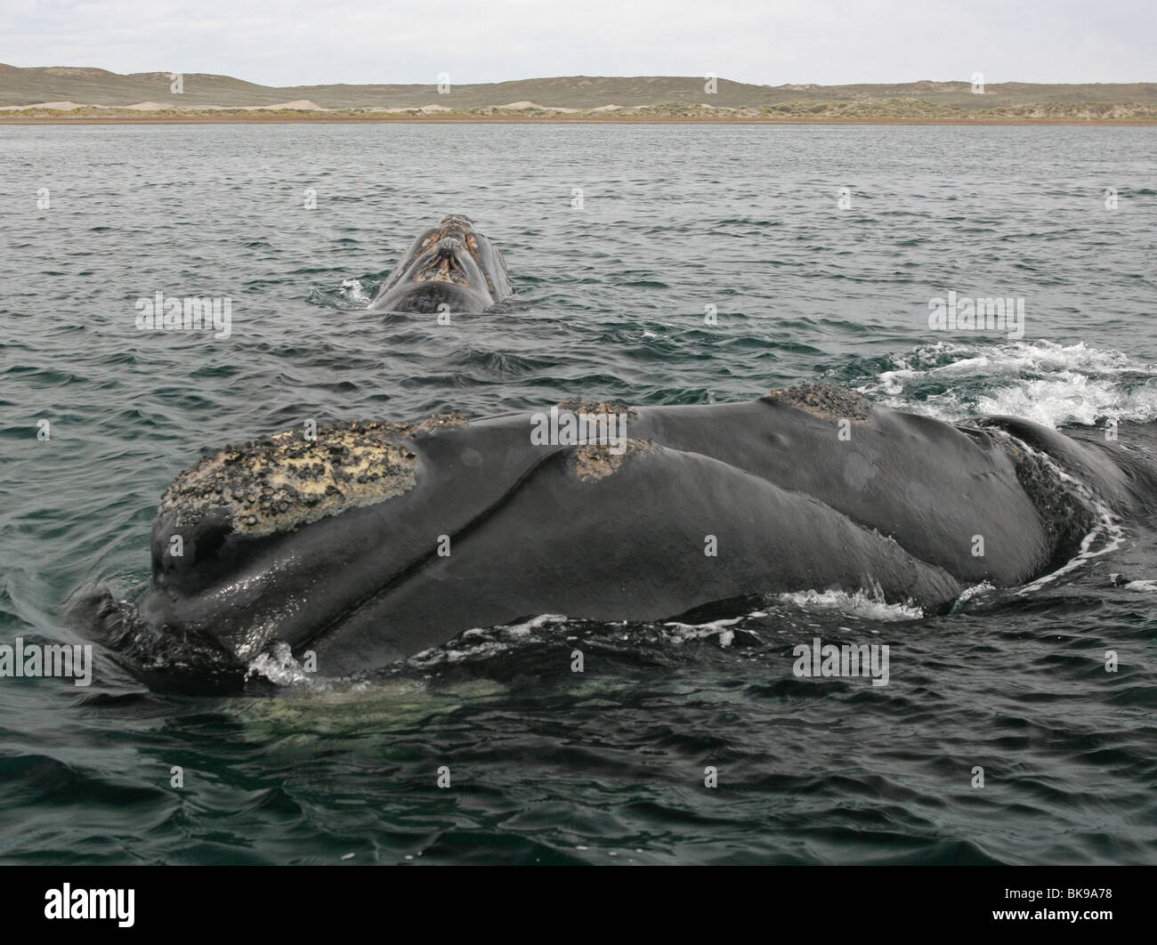 Southern Right Whale (Eubalaena australis Stock Photo - Alamy