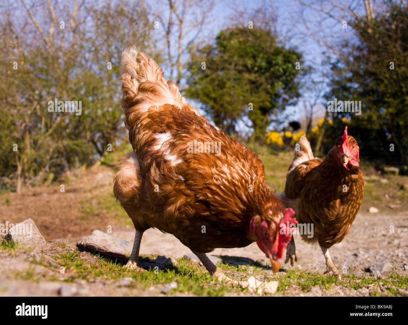 Free range chickens Stock Photo - Alamy