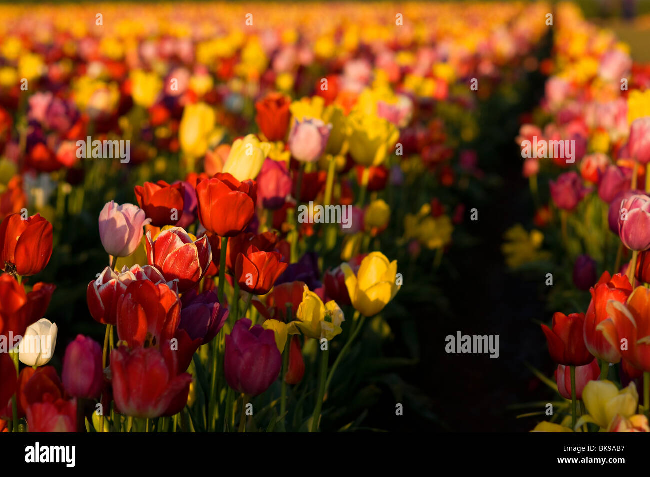 Field of Tulips, flowers and Woodenshoe Bulb Farm Stock Photo - Alamy