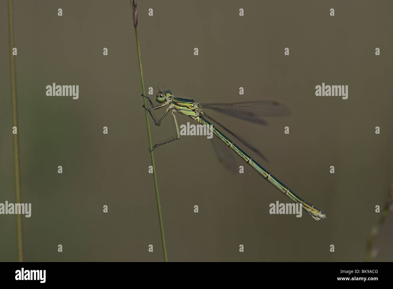 Green Emerald Damselfly side view Stock Photo - Alamy