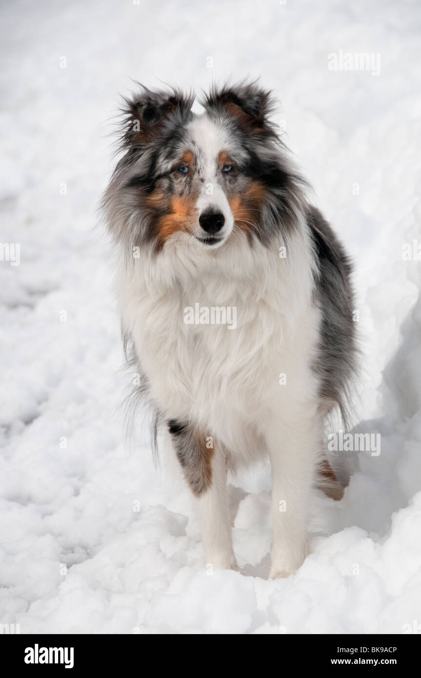 Alert sheepdog hi-res stock photography and images - Alamy