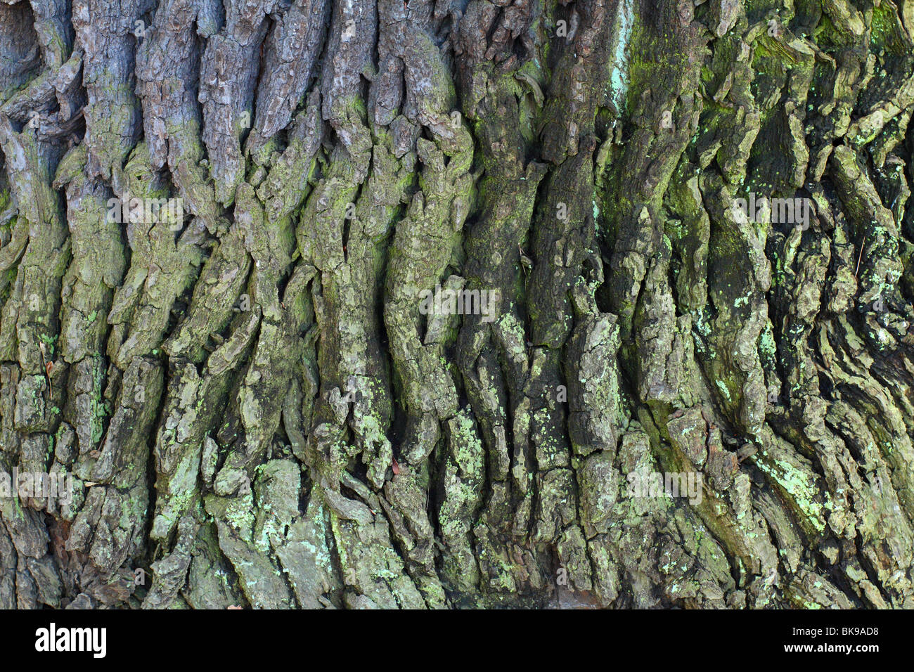 Old oak tree bark Quercus robur Stock Photo - Alamy
