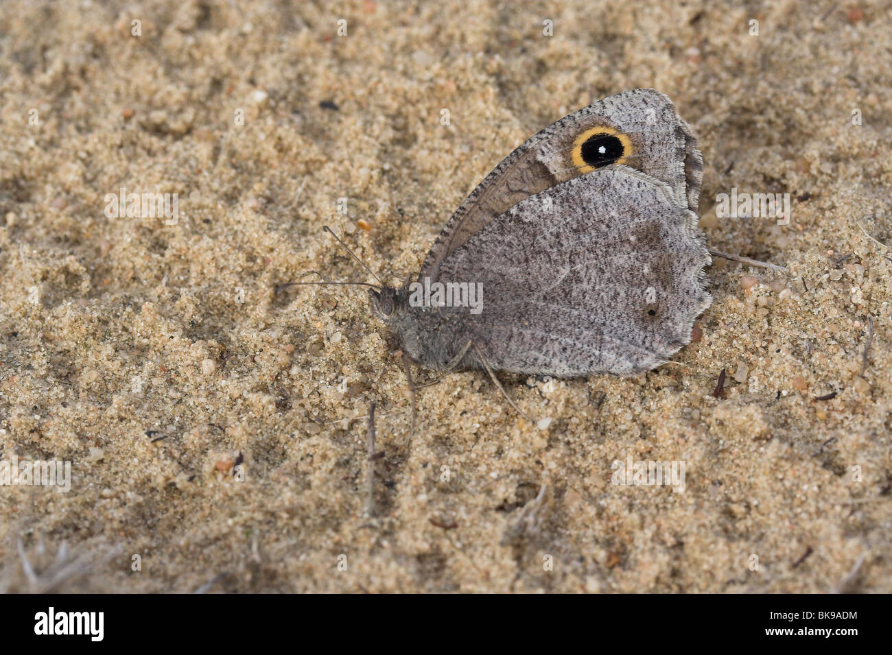 Tree Grayling underwing view Stock Photo - Alamy