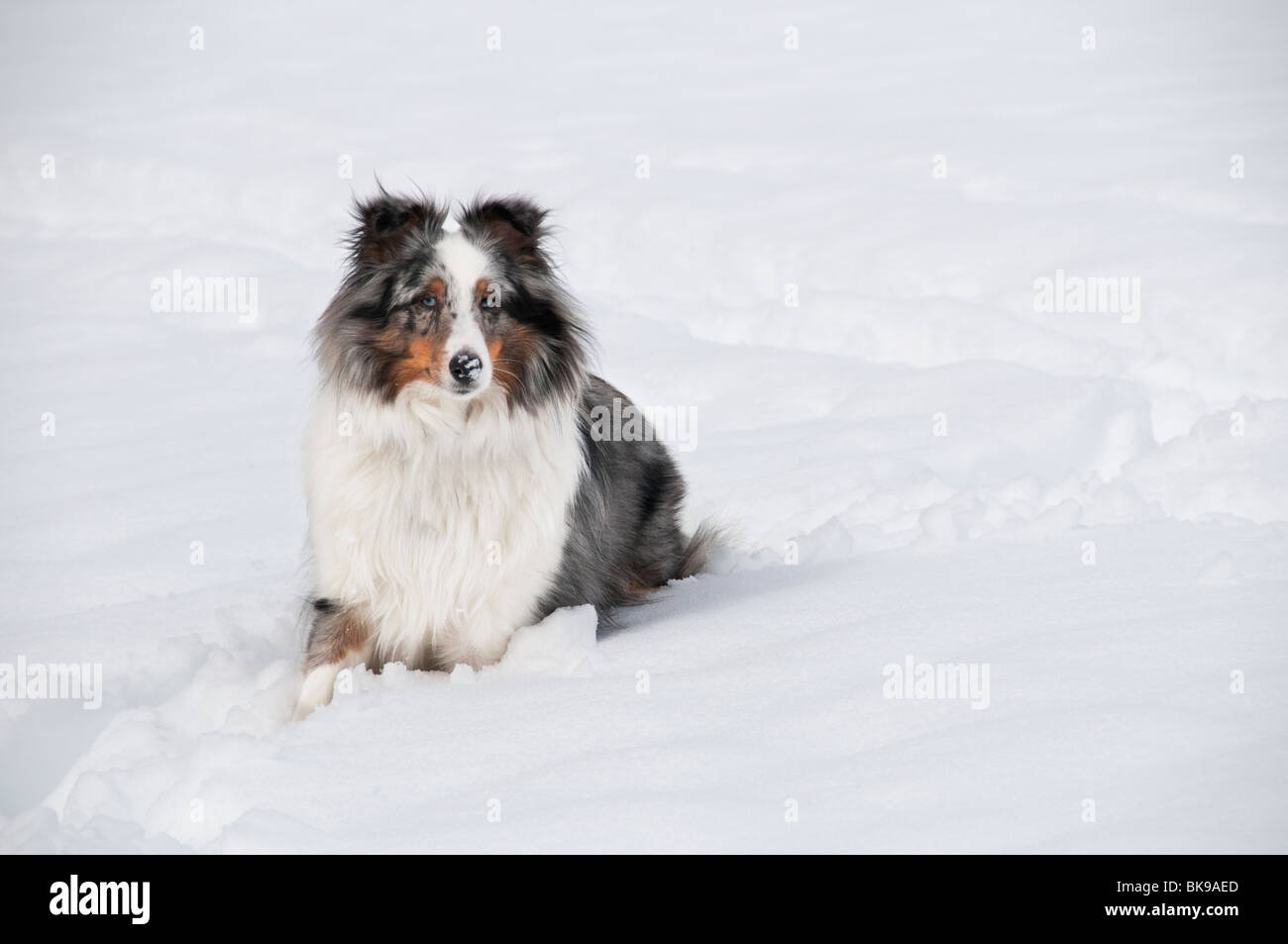 Shetland Sheepdog on snow Stock Photo - Alamy