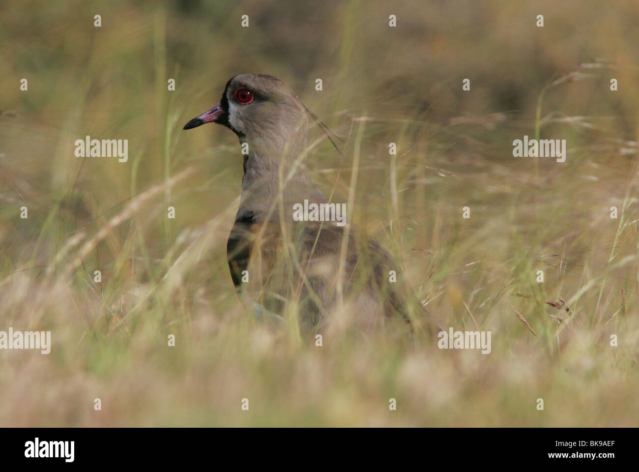 Spurwing hi-res stock photography and images - Alamy