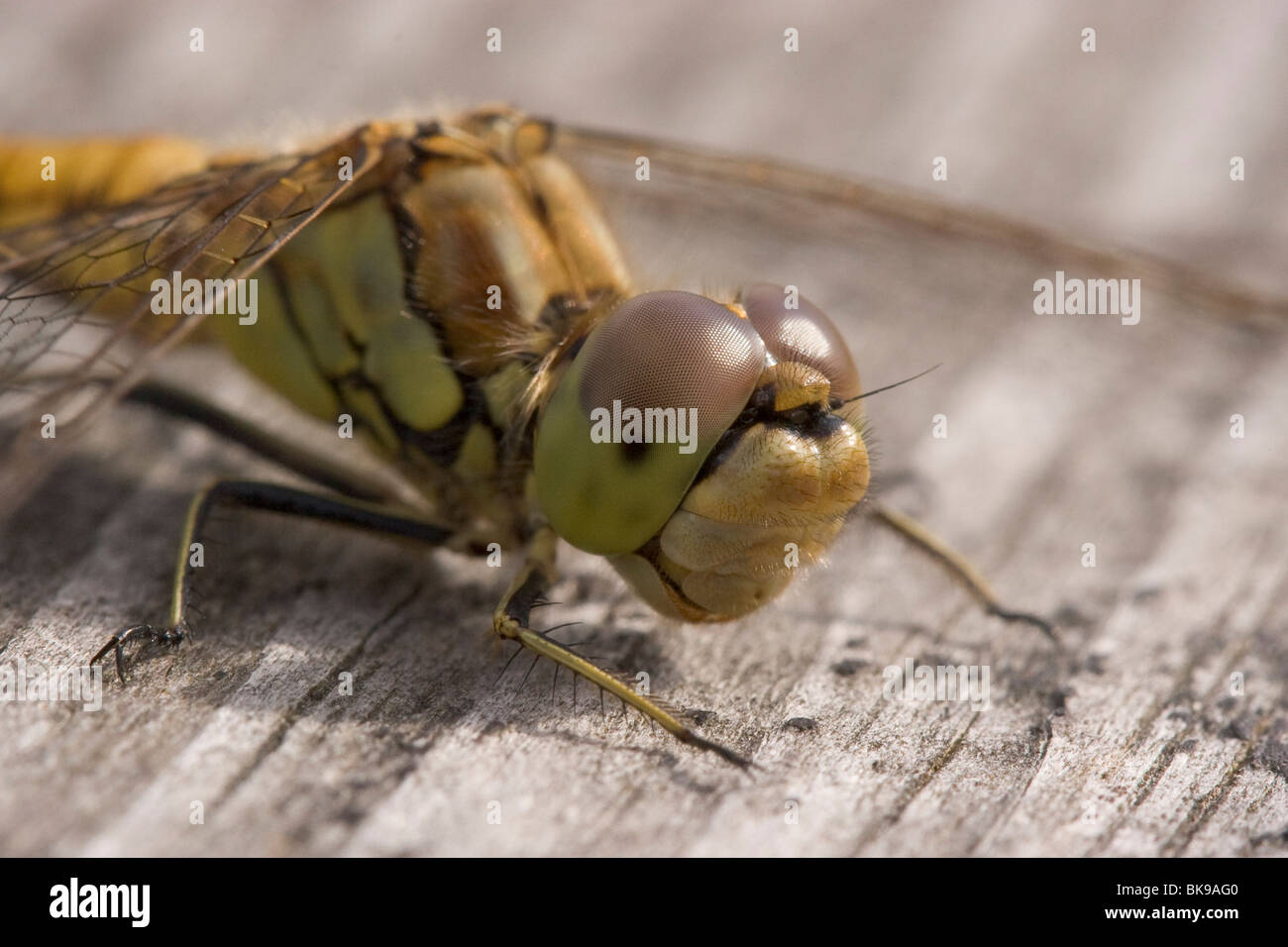 Female vagrant hi-res stock photography and images - Alamy
