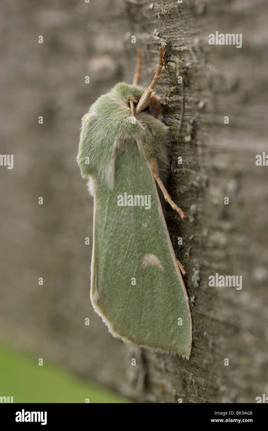 Calamia tridens hi-res stock photography and images - Alamy